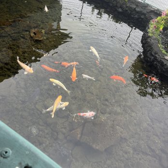 PONDS HILO - 555 Photos & 503 Reviews - 135 Kalanianaole Ave, Hilo ...