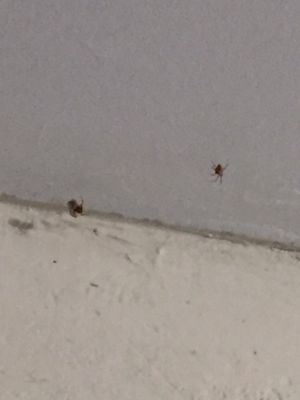 THE BUG GUYS - Updated August 2025 - 880 SW Biltmore St, Port St. Lucie ...