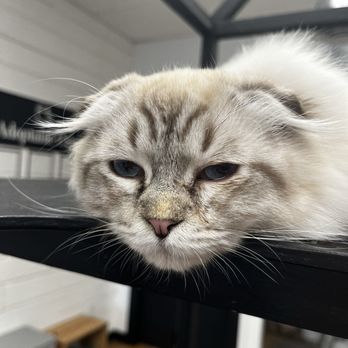 CATFFEINATED - Updated December 2025 - 22 Photos - 212 S Meridian ...