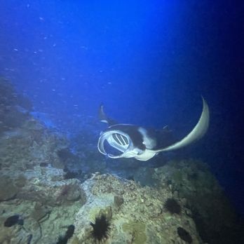 JACK’S DIVING LOCKER - Updated July 2024 - 232 Photos & 490 Reviews ...