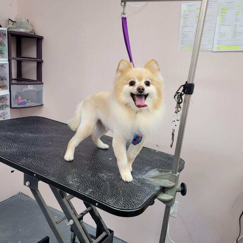 POMCHI PAWS GROOMING & RESORT - 1290 Photos & 21 Reviews - 5832 Fm 1960 ...