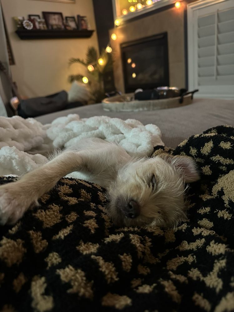 PATH TO FUREVER HOME - Updated January 2026 - 10 Photos - Las Vegas ...