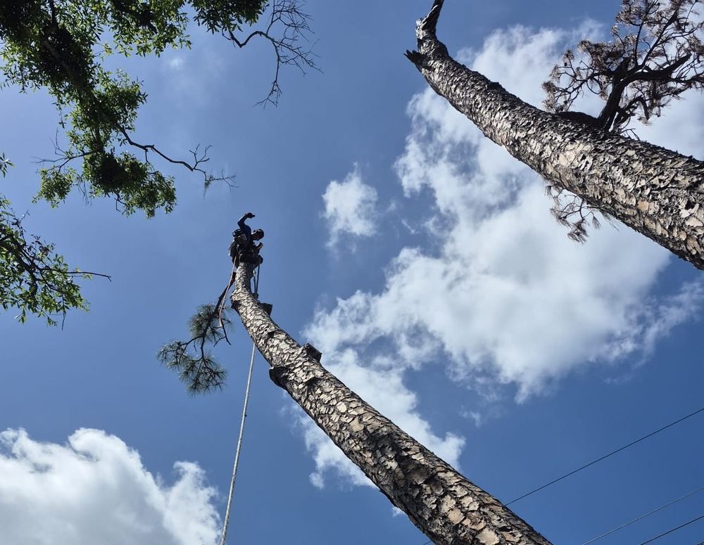 TREE BREEZE - Updated December 2025 - 13 Photos - 400 North Ashley Dr ...