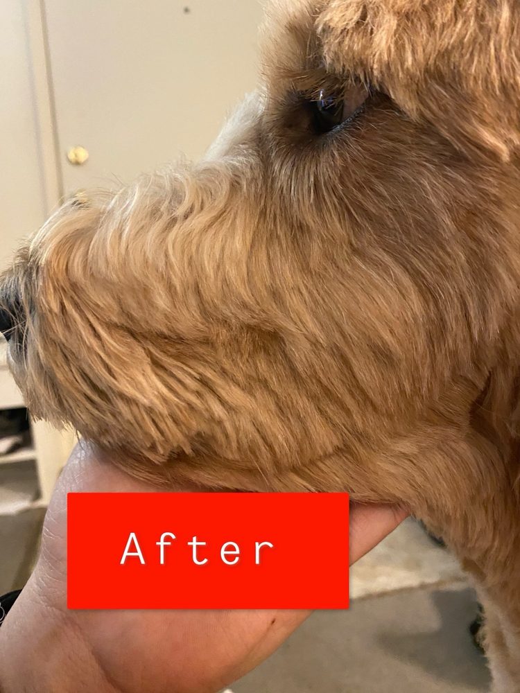 CHICO PET WORKS & PET SALON - Updated August 2025 - 29 Photos & 69 ...