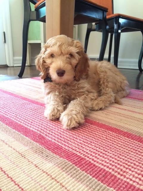 RED ROCK DOODLES - Updated October 2025 - Colorado Springs, Colorado ...