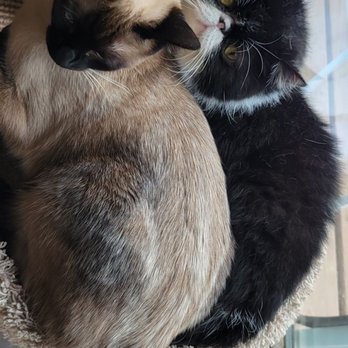 SPRINGBROOK ANIMAL CARE CENTER - Updated December 2025 - 27 Photos ...