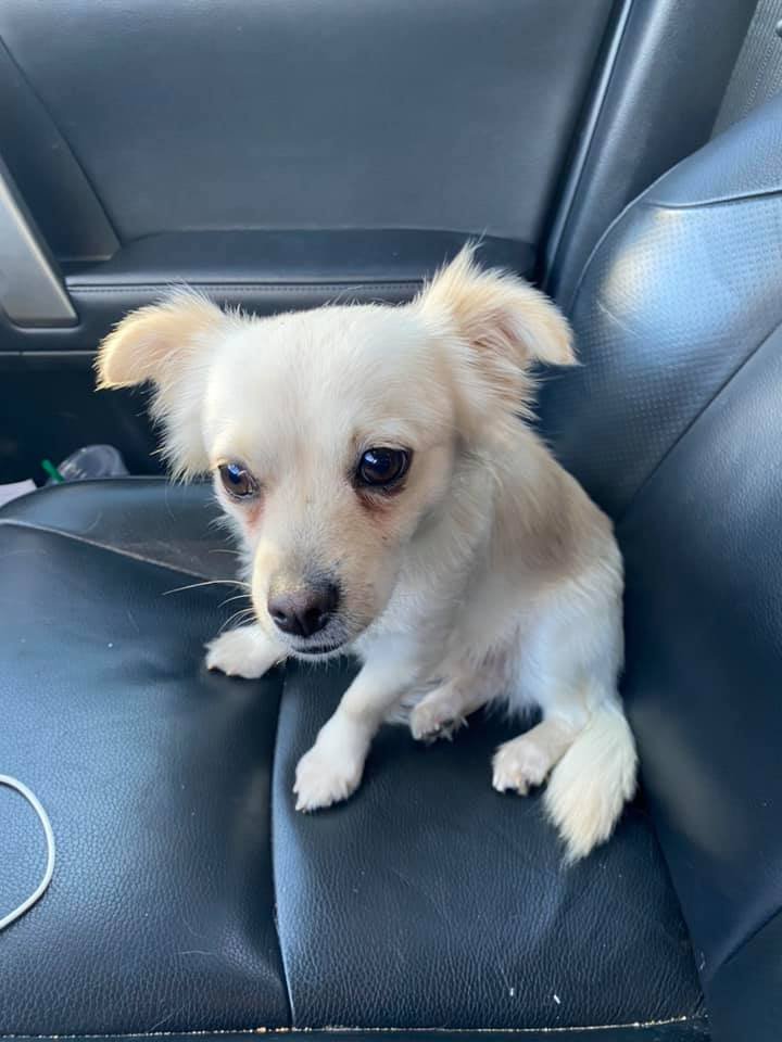 ANIMAL CONTROL-CITY OF SEATTLE - Updated December 2025 - 14 Reviews ...