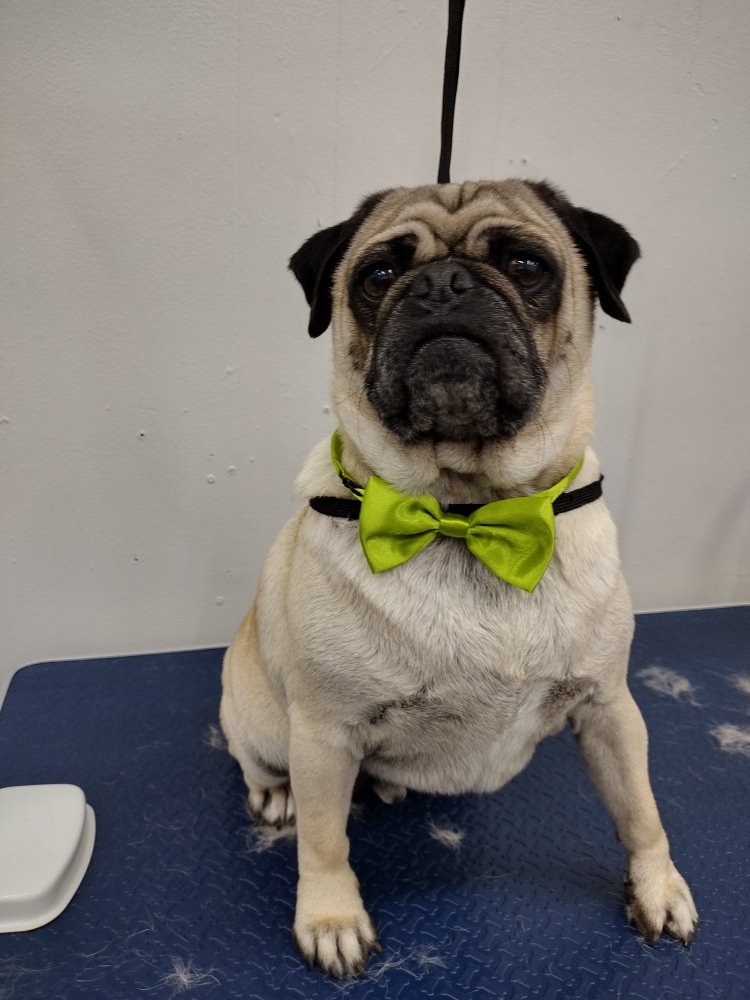 DOGTOWN GROOMING - Updated August 2025 - 576 Marquette Dr, Security ...