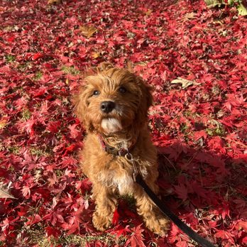 GEORGIA DOG CLUB - Updated December 2025 - 12 Photos - 4434 Red Bud Ln ...