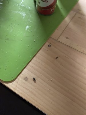 CATSEYE PEST CONTROL - Updated August 2025 - 26 Photos & 35 Reviews ...