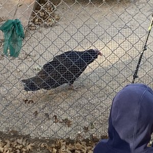 CAMP PONDO - Updated October 2025 - 15 Photos - 31324 Green Valley Lake ...