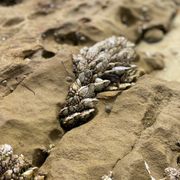 POINT LOMA TIDE POOLS - 809 Photos & 123 Reviews - Gatchell Rd, San ...