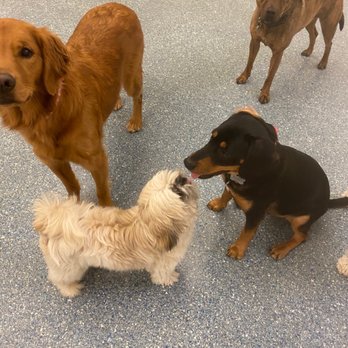 MR. MUGGLES’ DOGS - Updated July 2025 - 63 Photos & 99 Reviews - 2175 ...