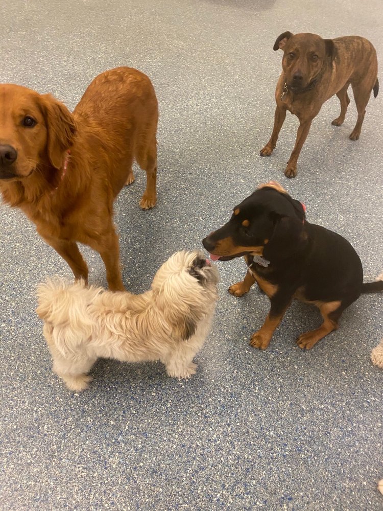 MR. MUGGLES’ DOGS - 62 Photos & 96 Reviews - Pet Sitting - 2175 ...