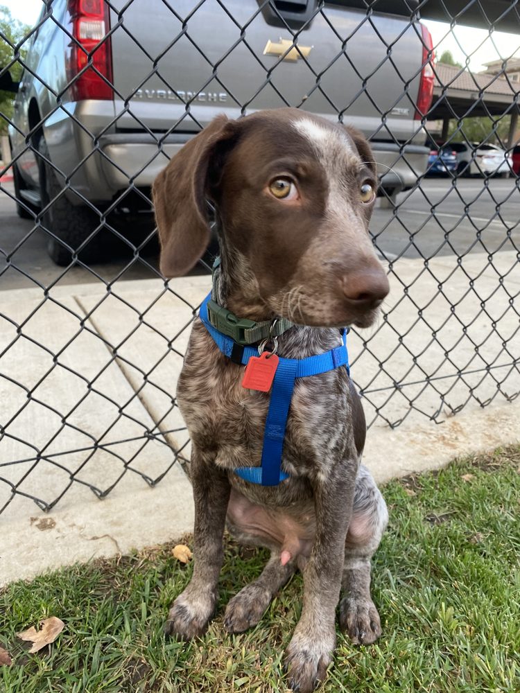 PUPPY LEADER OF THE WEST - Updated December 2024 - Request Consultation ...