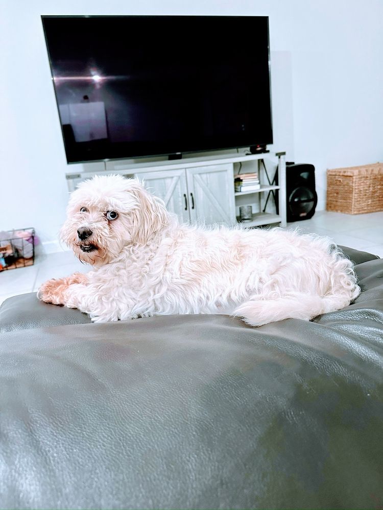 THE POOCH HOUSE - Updated December 2025 - 27 Photos - Naranja, Florida ...