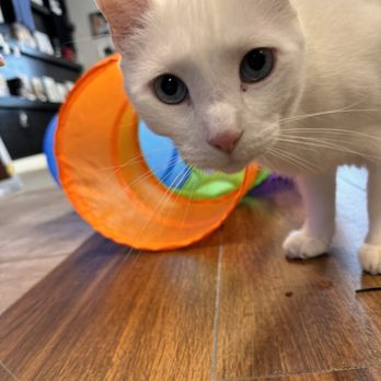 KITTY CAT CAFE - Updated August 2025 - 20 Photos & 12 Reviews - 108 ...