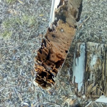 LLOYD PEST & TERMITE CONTROL - Updated July 2025 - 46 Photos & 257 ...