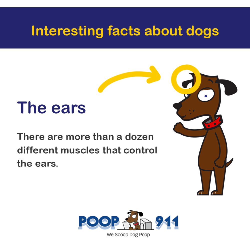 POOP 911 - Updated April 2025 - Request Information - 31 Photos ...