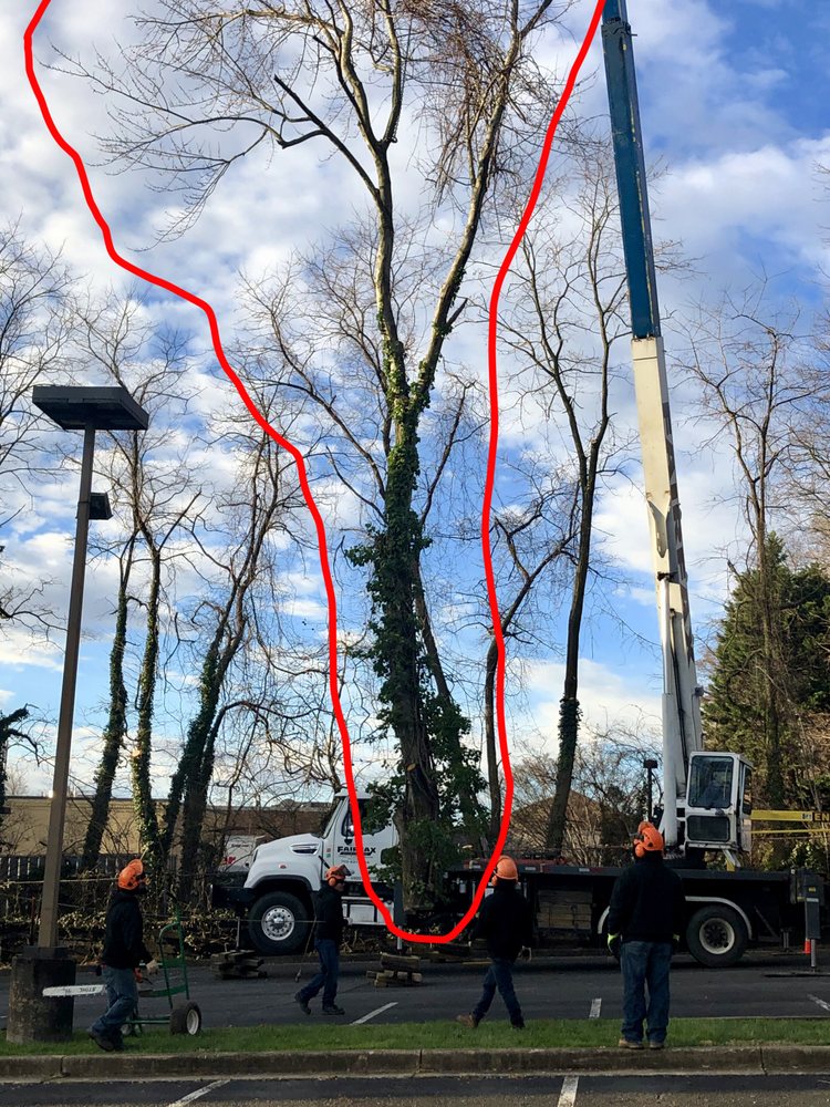 VIC’S TREE SERVICE - Updated November 2025 - 21 Photos - 770 Keithley ...