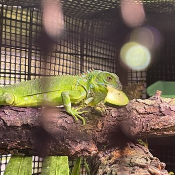 UNDERGROUND REPTILES - Updated October 2025 - 302 Photos & 273 Reviews ...