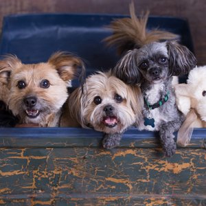 CLUB MEAD PET RESORT - Updated December 2025 - 12 Reviews - 901 10 ...