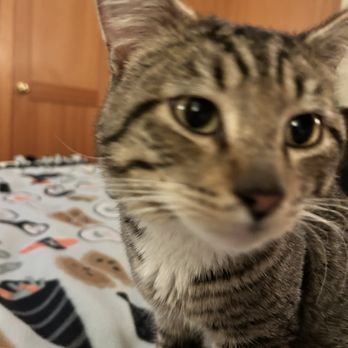 PAWS CAT CITY - Updated January 2026 - 44 Photos & 82 Reviews - 5200 ...