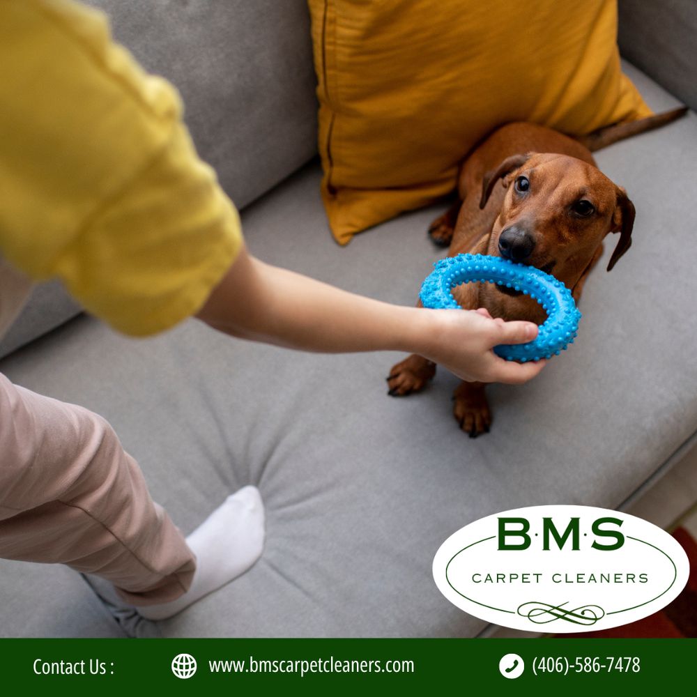 BMS CARPET CLEANERS - Updated January 2026 - 7545 Roughsawn Dr, Helena ...