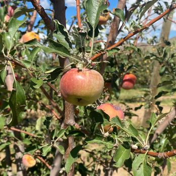 APPLE ANNIE’S ORCHARD - Updated August 2024 - 162 Photos & 78 Reviews ...