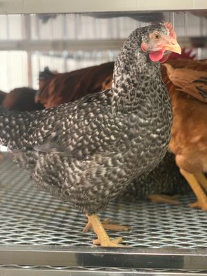 ALAMO FARMS - 10 Photos & 18 Reviews - 200 Chihuahua st, San Antonio ...