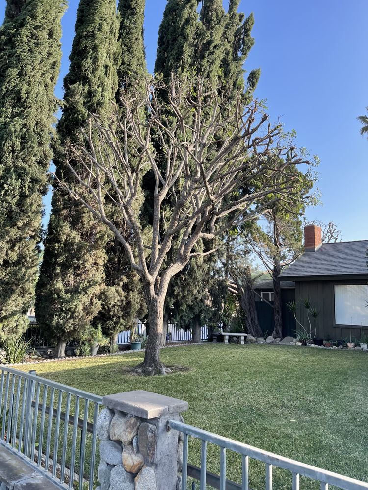 ANTONIO JR TREE SERVICE - Updated May 2025 - 16 Photos - Ontario ...