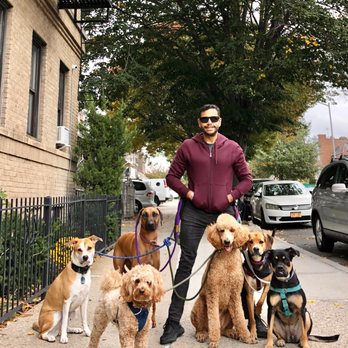 Dog walkers near me store