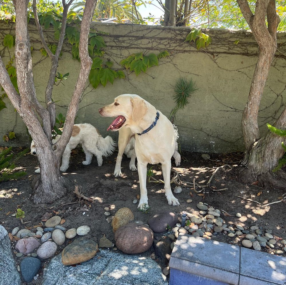 PUPPY LOVE - Updated October 2024 - 21 Photos - Austin, Texas - Pet ...