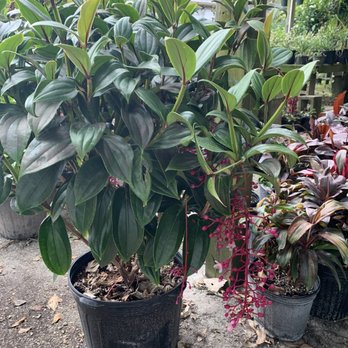 JESSE DURKO’S NURSERY - Updated December 2025 - 114 Photos & 46 Reviews ...