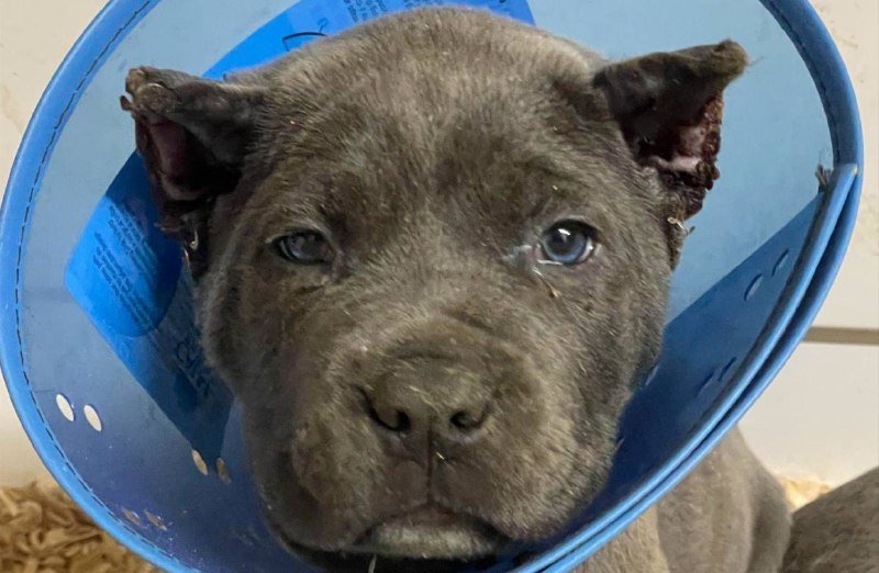 MICHELLE PUPPIES - San Ramon, California - Pet Breeders - Phone Number ...