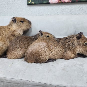 THE CAPYBARA CAFE - Updated March 2025 - 17 Photos & 12 Reviews - 105 S ...