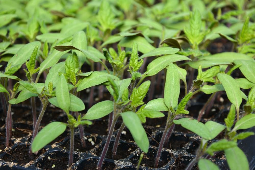 MEDWAY COMMUNITY FARM - Updated November 2025 - 50 Winthrop St, Medway ...