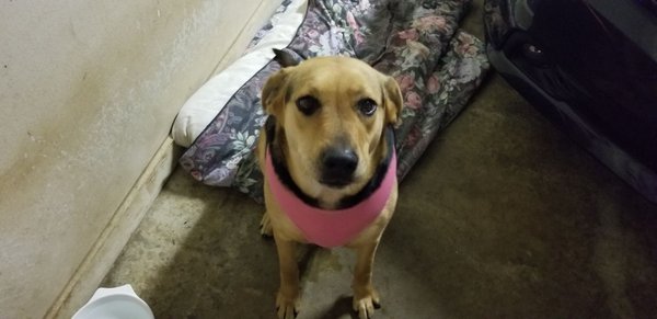 THE HUMANE SOCIETY’S PETS FUR PEOPLE - 22 Photos & 14 Reviews - Animal ...