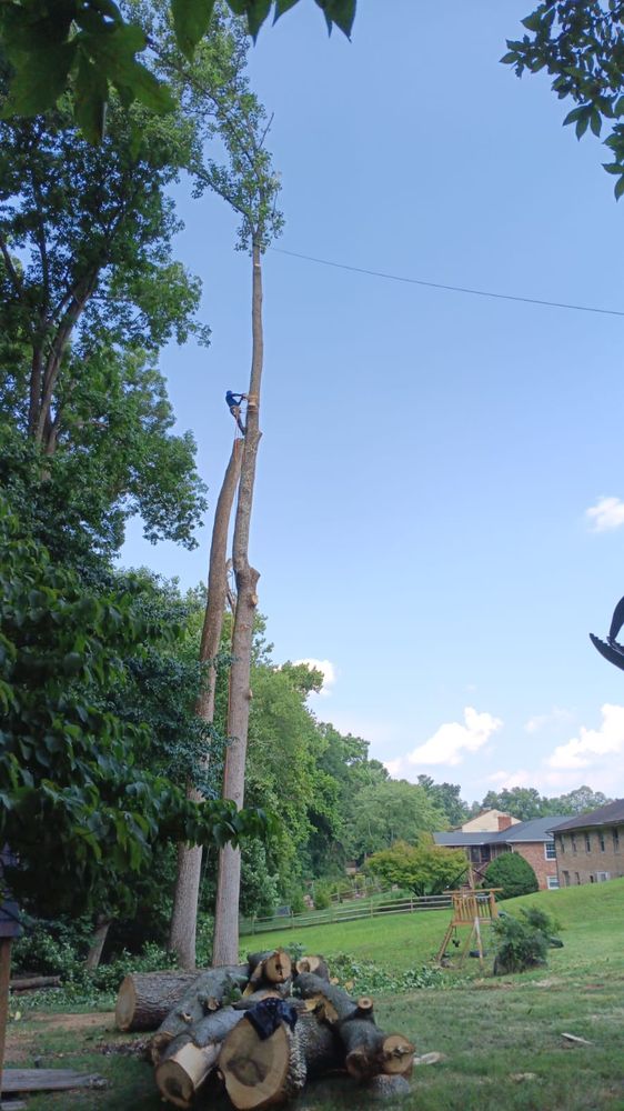 WEST TREE SERVICES - Updated August 2025 - 35 Photos - Severn, Maryland ...