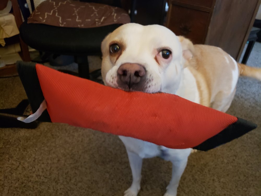 STAYTON VETERINARY HOSPITAL - Updated December 2025 - 31 Photos & 34 ...