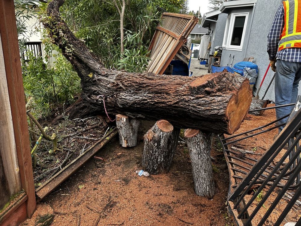 ROYAL TREE CARE - Updated October 2025 - 12 Photos & 14 Reviews - Palo ...