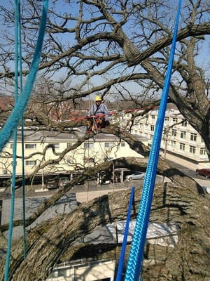 JOSE’S TREE SERVICE - Updated June 2026 - 62 Photos & 138 Reviews ...