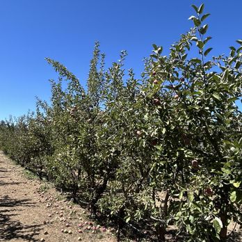 VOLCAN VALLEY APPLE FARM - Updated December 2025 - 260 Photos & 138 ...