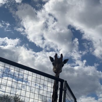 BRIGHT’S ZOO - Updated January 2026 - 95 Photos & 39 Reviews - 3425 Hwy ...