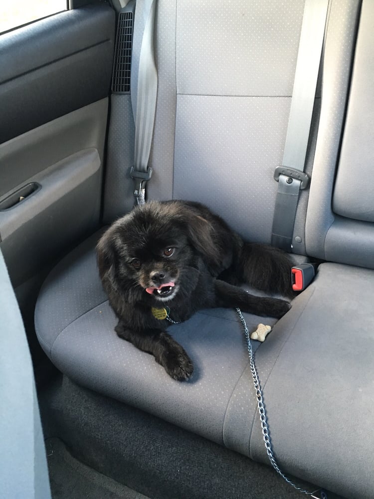 SHADYCREST GROOMING - Richmond, Virginia - Pet Services - Phone Number ...