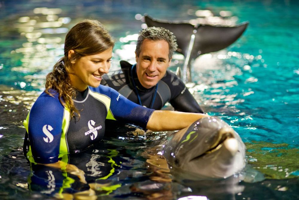 DISNEY’S DOLPHINS IN DEPTH - 200 Epcot Center Dr, Orlando, Florida ...