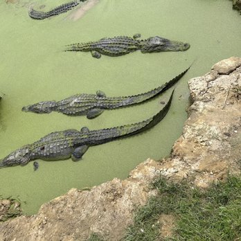 GULF COAST GATOR RANCH & TOURS - Updated December 2025 - 241 Photos ...