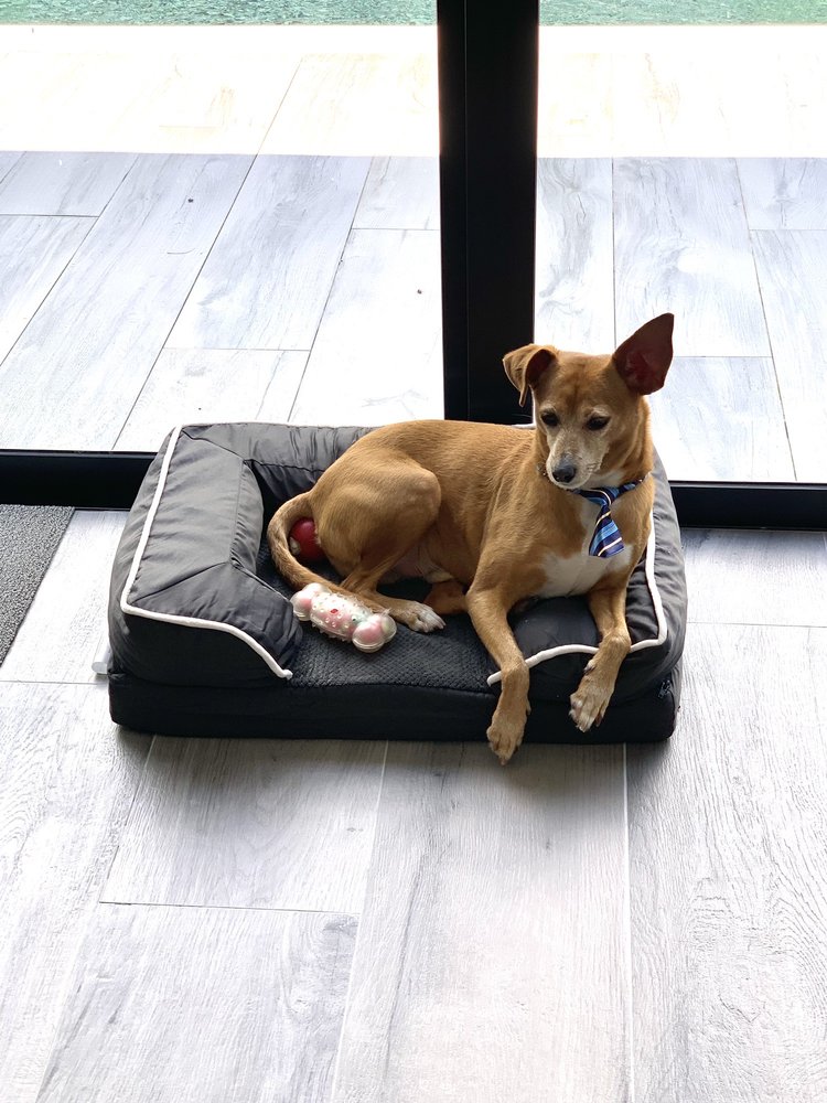 BARK ROOM - Updated September 2025 - 174 Photos & 128 Reviews - 65 S ...