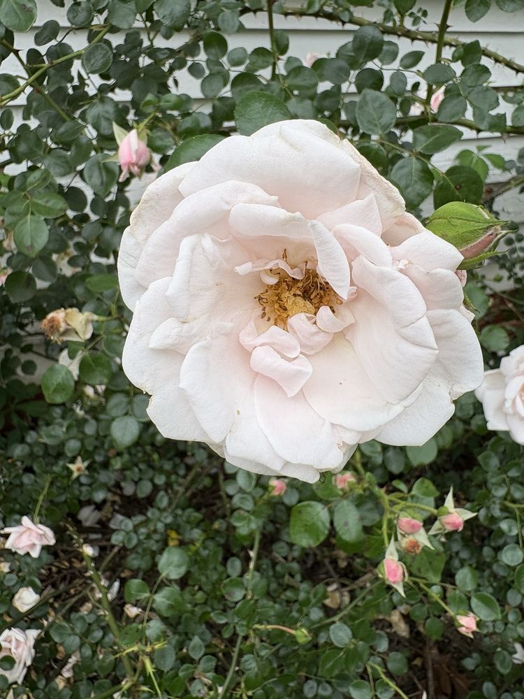 ALPINE MINI GOLF - Updated December 2025 - 35 Photos & 39 Reviews ...