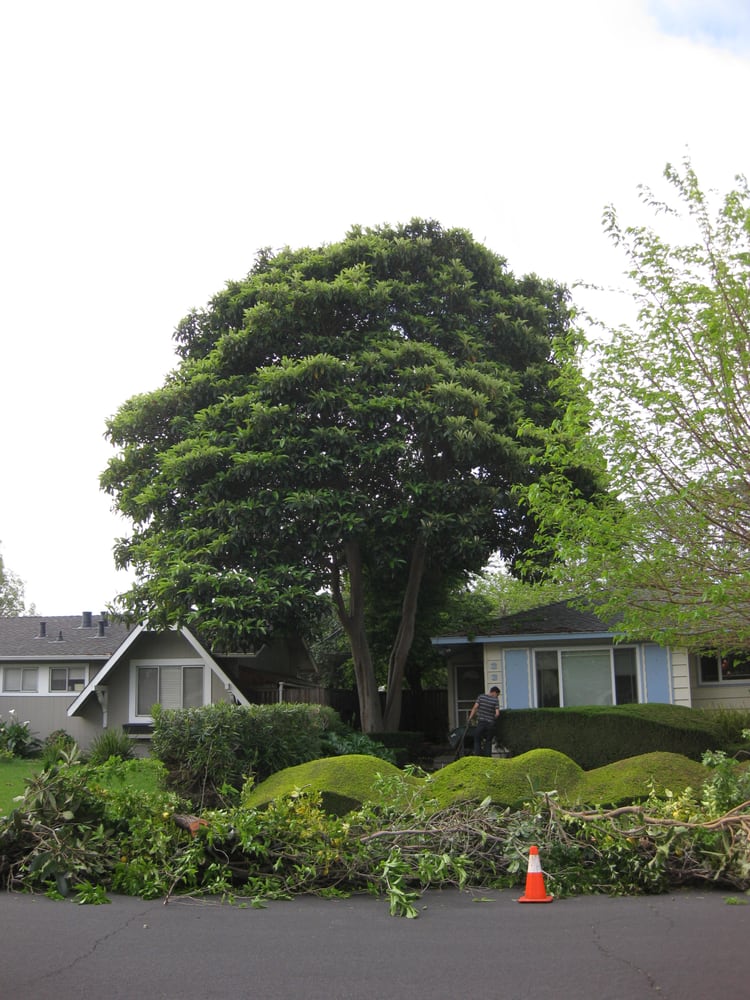 OLD TIME TREE SERVICE - Updated July 2025 - Los Altos, California ...